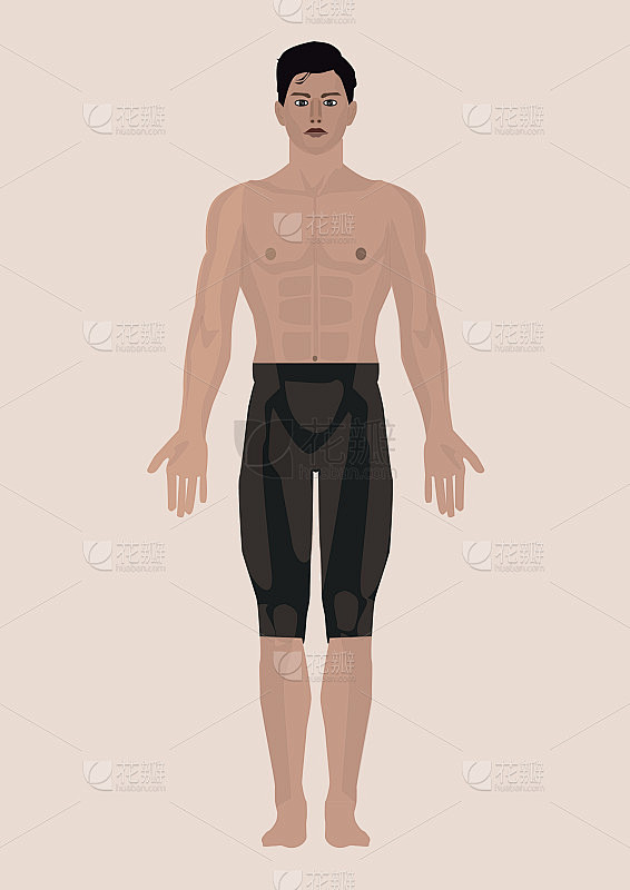 人体的插图，前面站立向量人体姿势