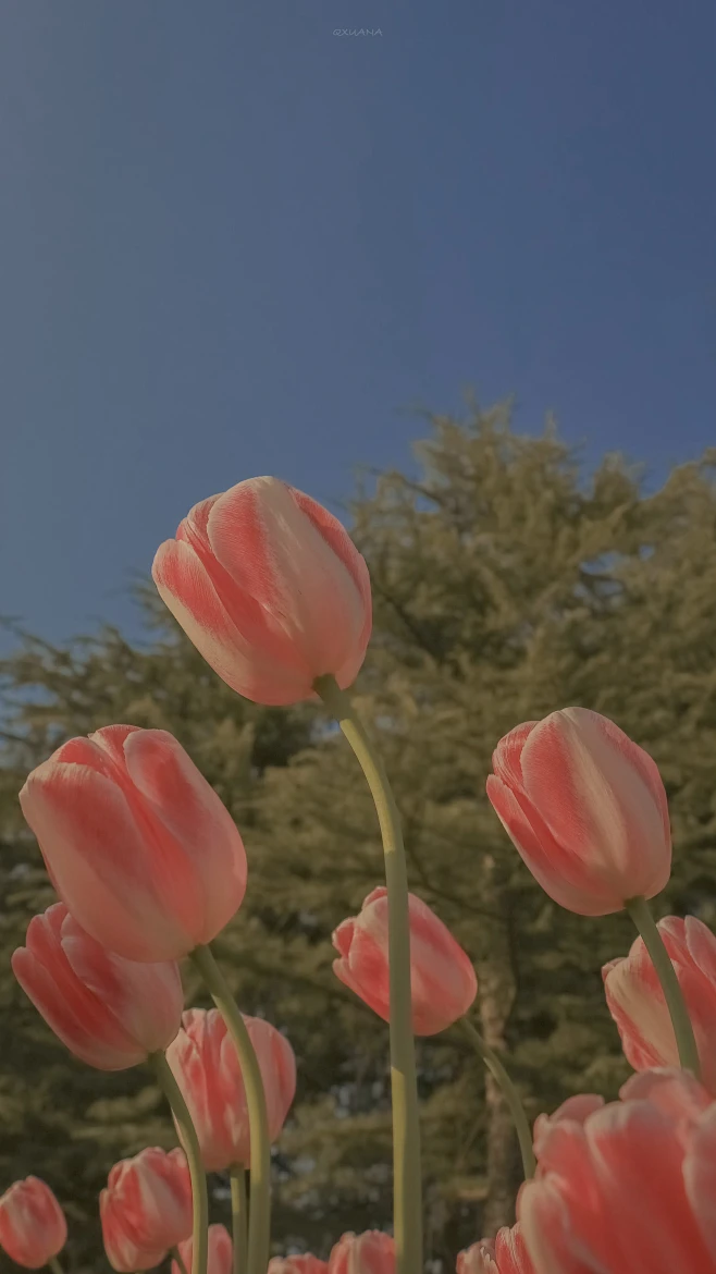 0061lmcqgy1gzx0ilssy6j32dp48d4qp.jpg (3085×5485) _手机壁纸-风景_T202238 -花瓣网