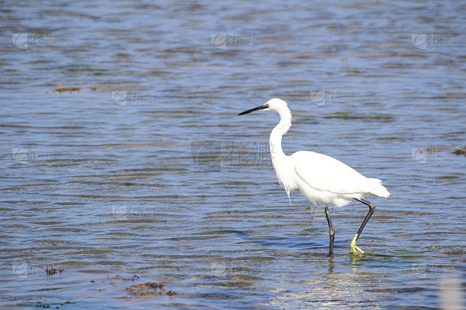 加泽特在平原上打猎，杰尔巴，Mednine，突尼斯，北非