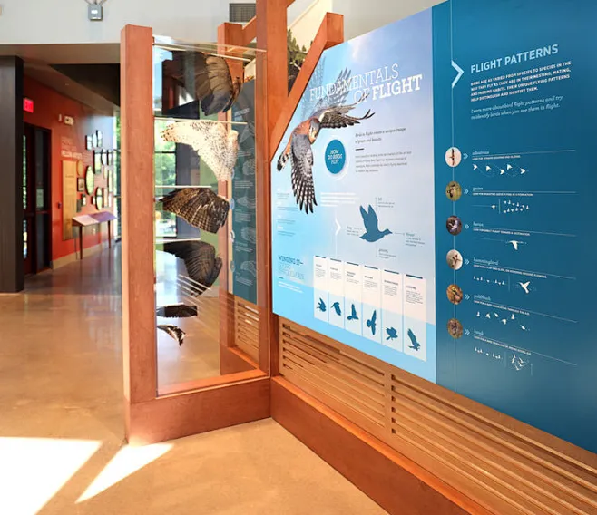 Exhibit on “Flight Patterns” with diagrams and labeled interactive ...