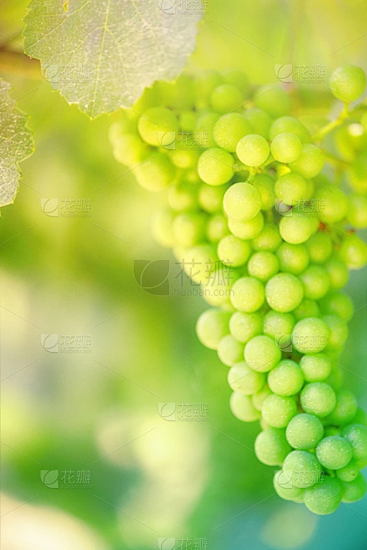 花瓣素材详情页-花瓣网