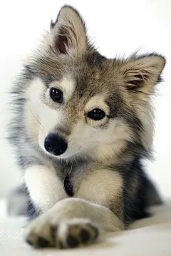 哈士奇图片大全-哈士奇高清好看的图片--花瓣cloverX的画板