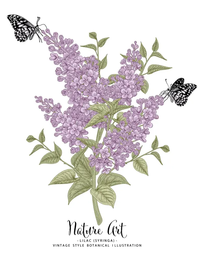 Lilac or syringa flower drawings. vector-花瓣网