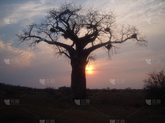 猴面包树景观