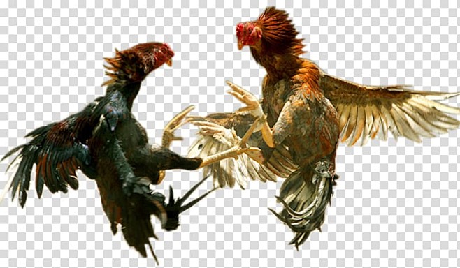图片：Asil chicken Phoenix chicken Cockfight Rooster Combat, others ...