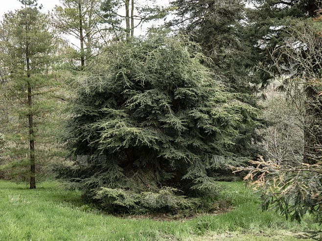 Cedrus Libani Tree.素材-花瓣网
