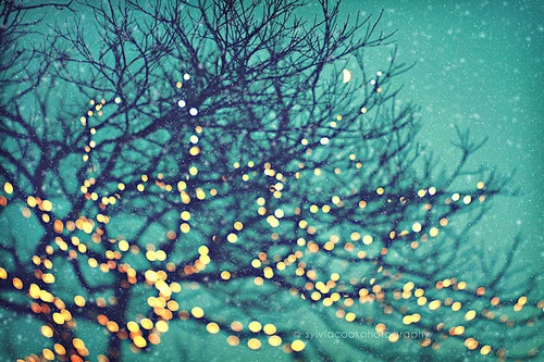 © Sylvia Cook Photography-花瓣网