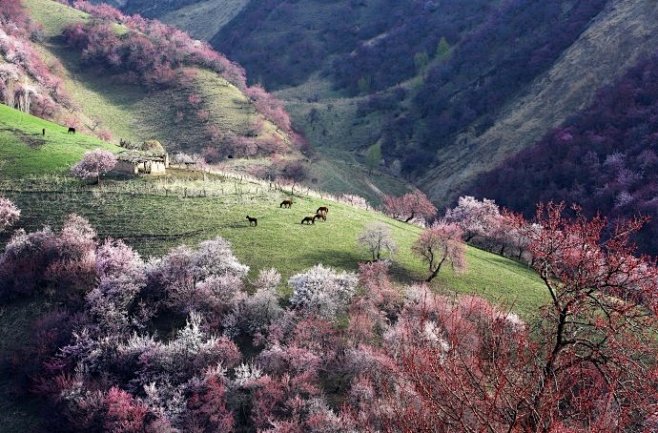 最美新疆 |伊犁新源吐尔根杏花沟。阳春三月，伊犁河谷开始进入一个美丽浪漫的季节，山上、草原上的果花、草花次第盛开，最先盛开的是野杏花。与世无争 ...