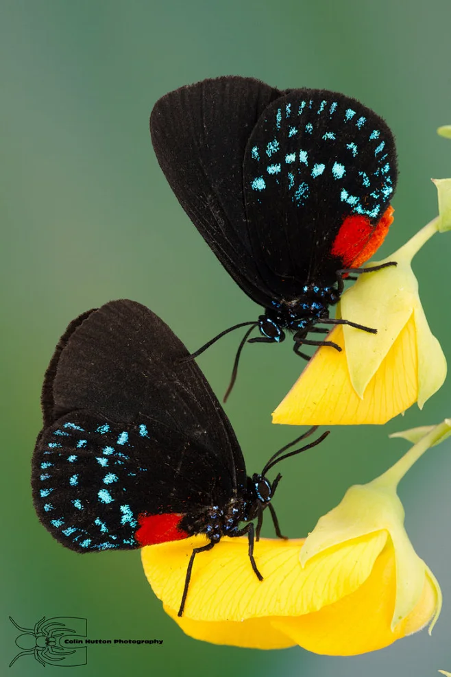 Atala Butterflies - Eumaeus atala by ColinHuttonPhoto on deviantART-花瓣网