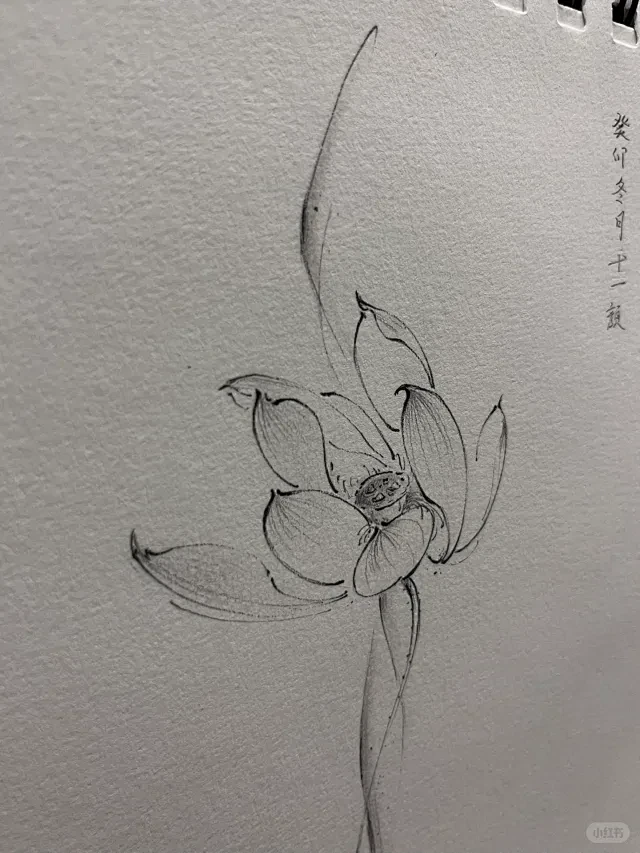 荷花纹身 - 小红书搜索图片_装饰图片素材-花瓣网