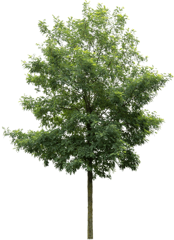 meye robinia pseudoacacia cut out tree in png