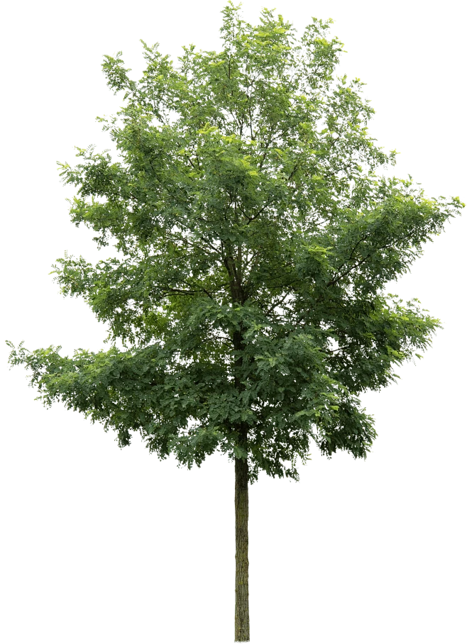 meye robinia pseudoacacia cut out tree in png-花瓣网