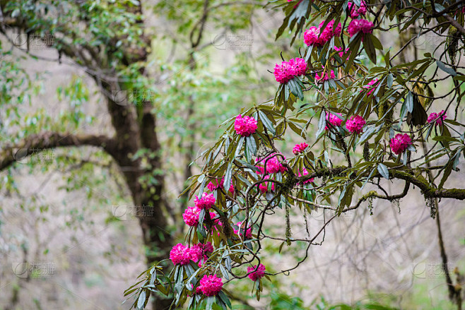 生长在喜马拉雅山，尼泊尔的杜鹃花林。