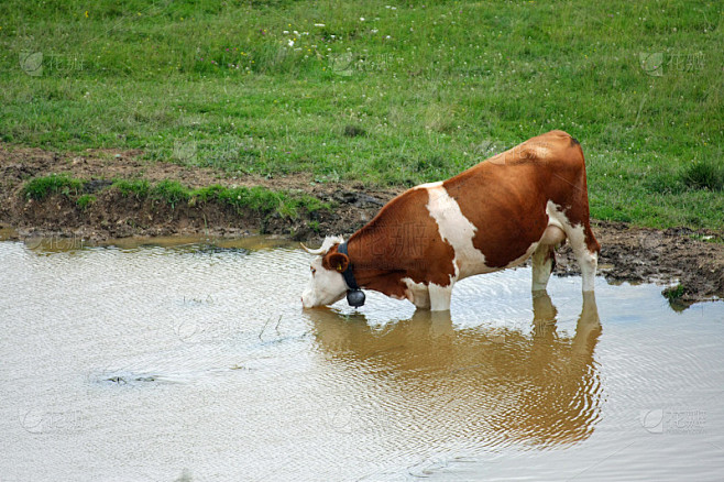 棕色奶牛在高山湖泊边吃边喝