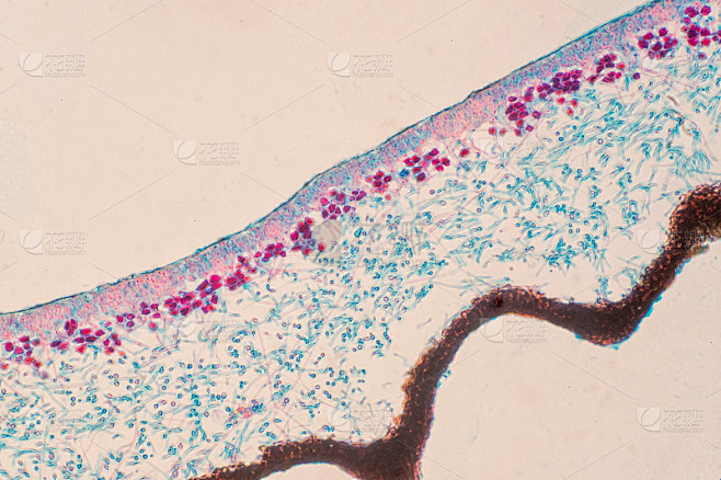 地衣、真菌、教育生物学显微镜下切片切片。
