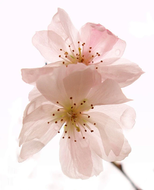 Translucent : This is the cherry called "Jugatsu-zakura" in Japanese ...