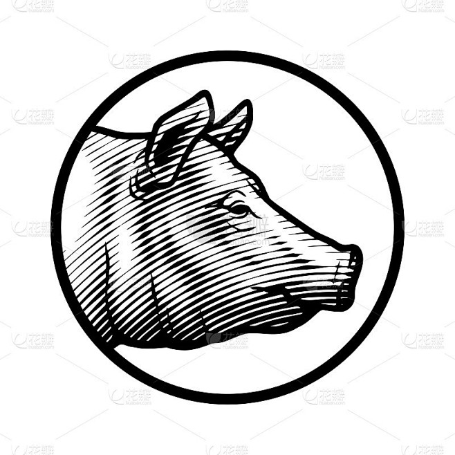 猪头标志在雕刻风格。矢量插图。