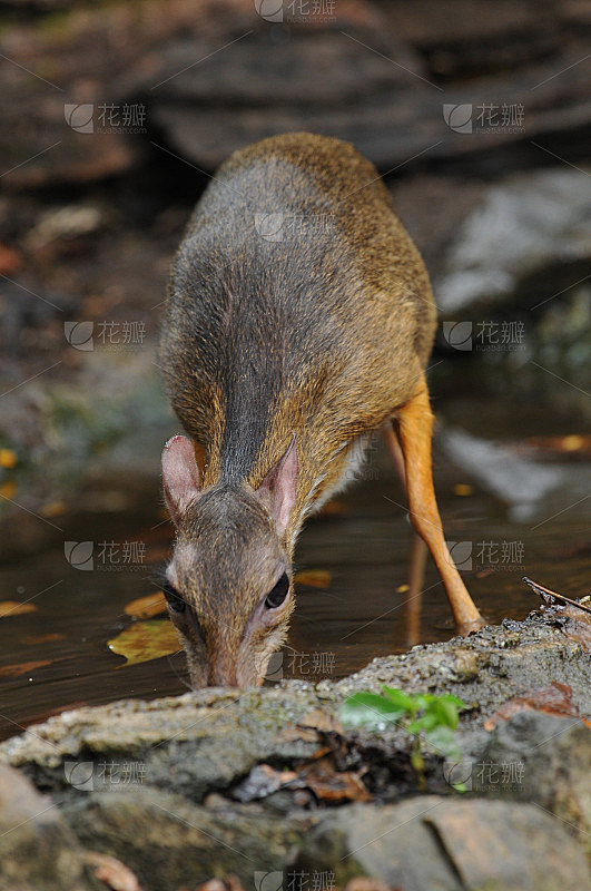 泰国森林中的小鼠鹿