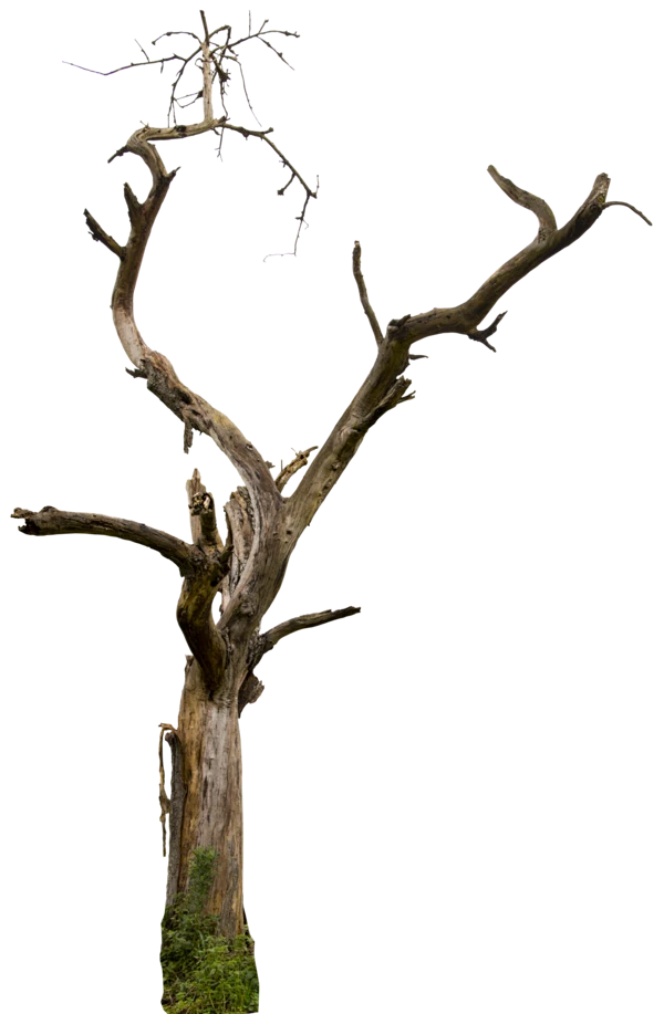 dead_tree_04_hq_by_gd08-d5hw8ma-花瓣网