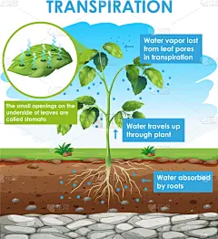 插画植物图片大全-插画植物高清好看的图片--花瓣小伍蘑菇哇的画板