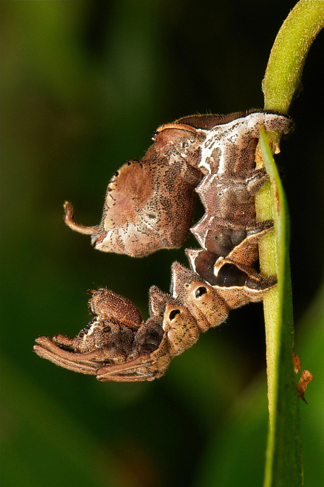Lobster Moth Caterpillar (Stauropus sp., Notodontidae)