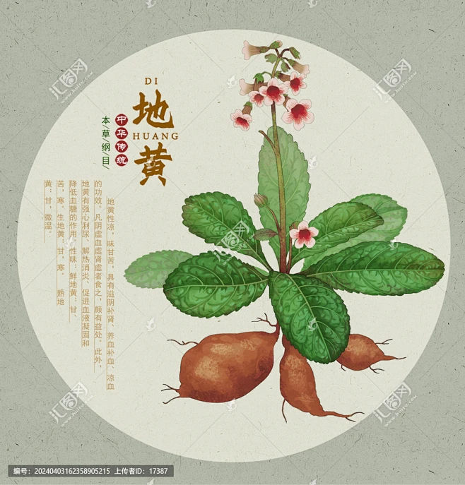 地黄 手绘地黄 地黄包装设计 熟地 熟地黄 生地黄 百草集 草本植物 药材 中草药 中药 中药大全 中药手绘 中药本草纲目 中药材-花瓣网