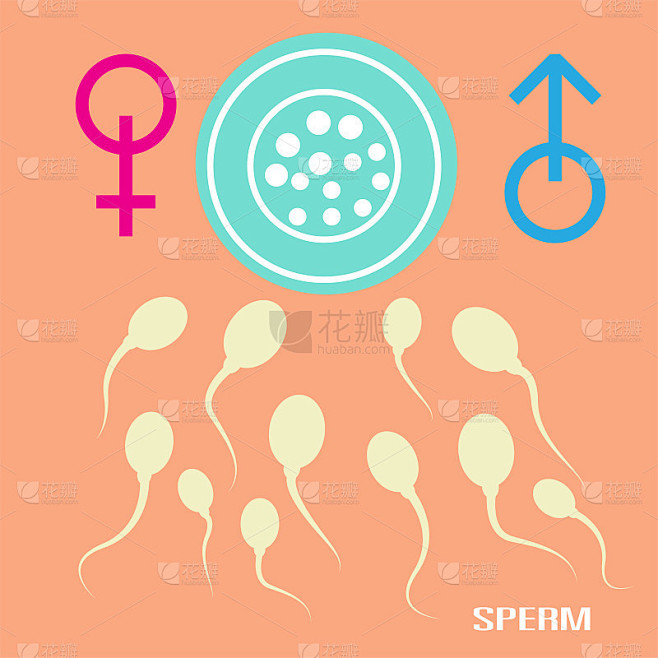 精子和卵细胞，矢量图标