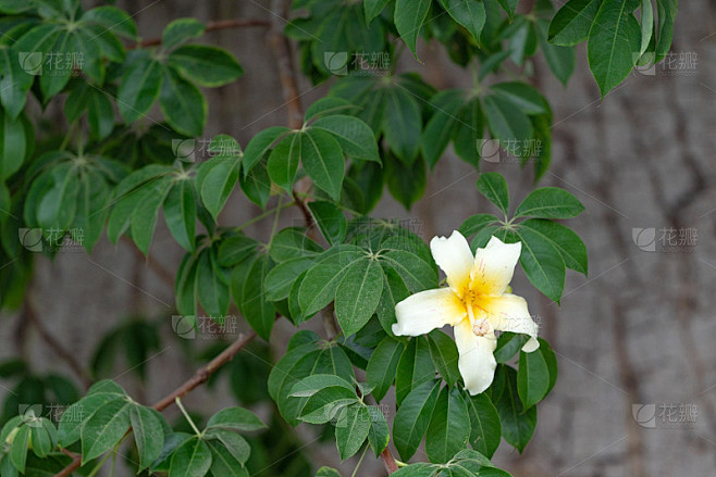 猴面包树树的花