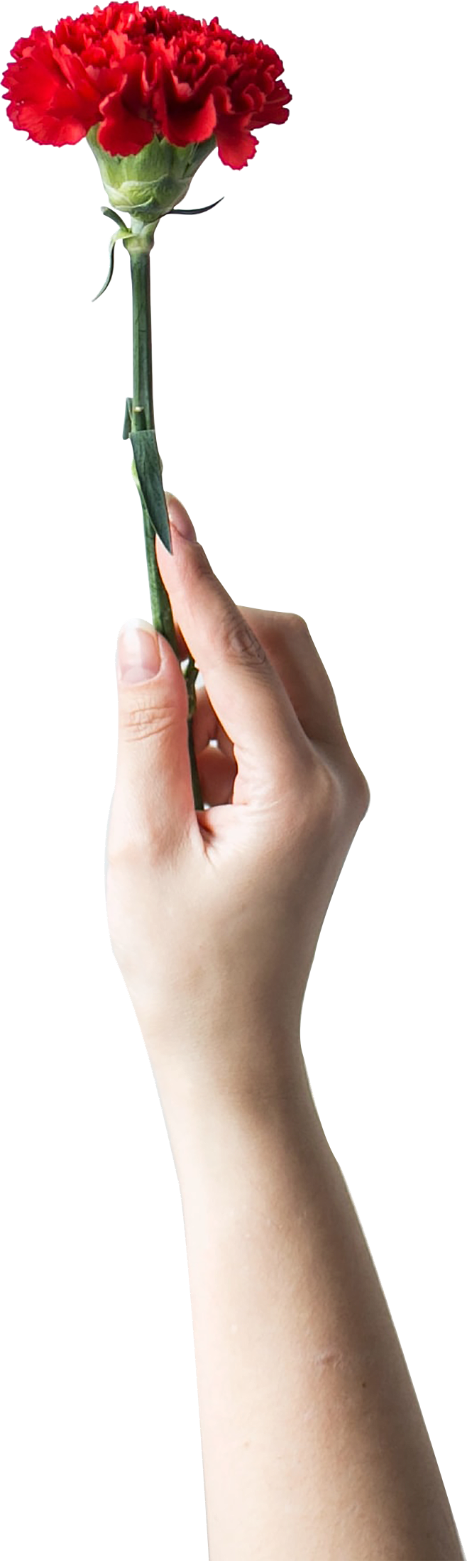 康乃馨 花朵 花 手拿花朵 红色花朵 手拿康乃馨