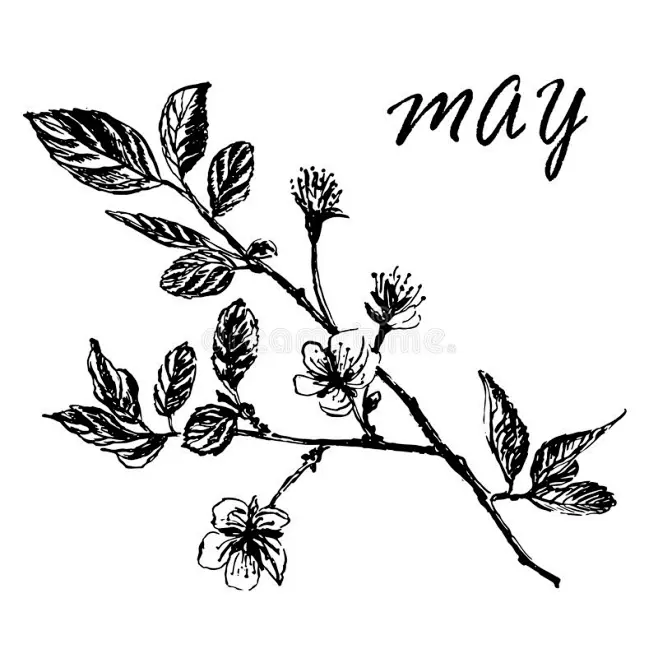 开花的洋李图画分支与芽和叶子，手拉的例证 向量例证图片_线稿基础等图片素材-花瓣网