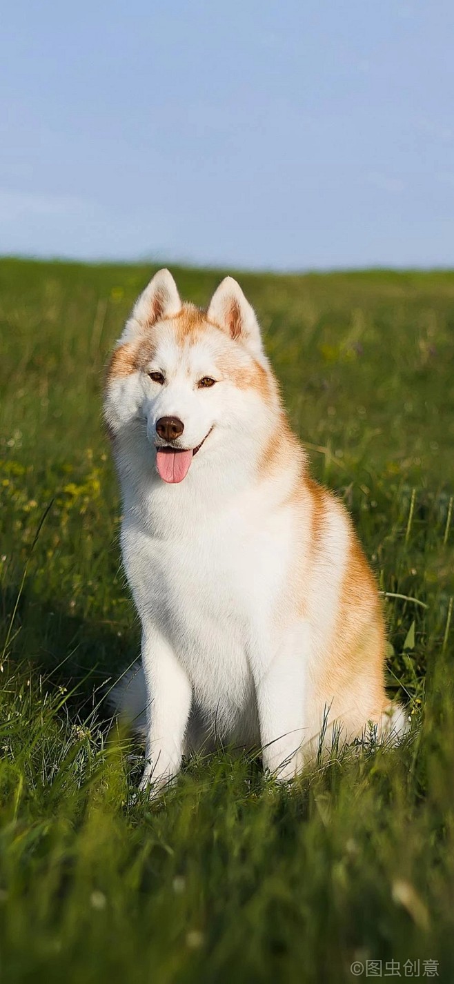 From island k20p 小米壁纸