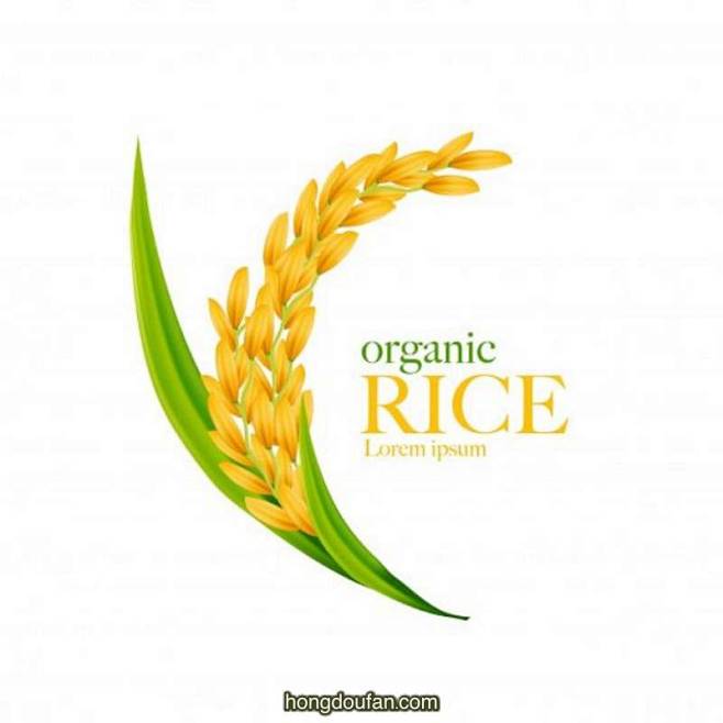 hongdoufan.com Rice 麦子麦穗出大米！麦穗简笔画大全