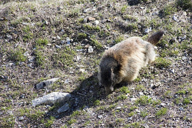 La marmotta
