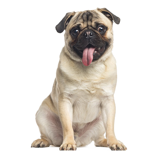 kisspng-puggle-beagle-puppy-pet-sitting-png-pug-5b445f54baee72 ...