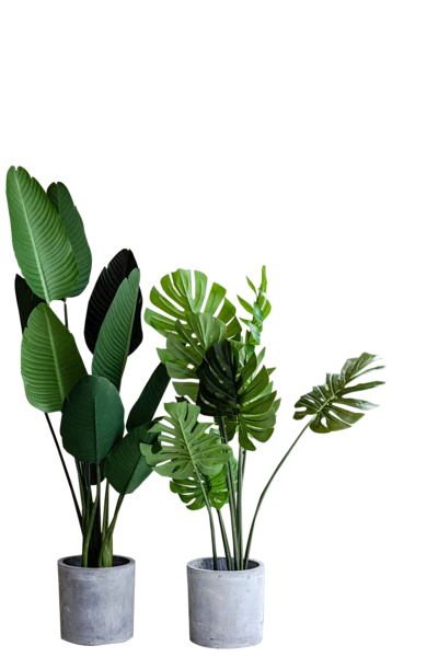 【米图网-52mitu.com】美人蕉 绿植 盆栽 ss美人蕉-花瓣网