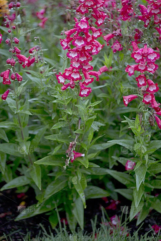 Penstemon - Arabesque Red素材-花瓣网
