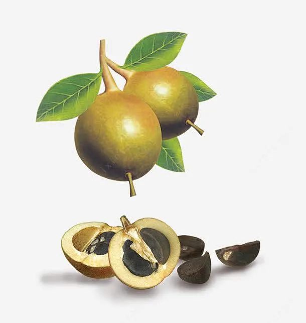 茶籽果图片png免抠素材_新图网 https://ixintu.com psd 白色 高清 源文件 茶籽 茶籽果-花瓣网