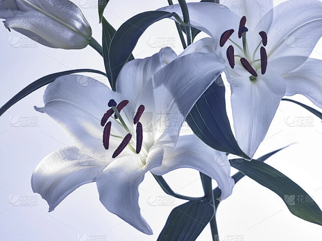 flower89素材-花瓣网