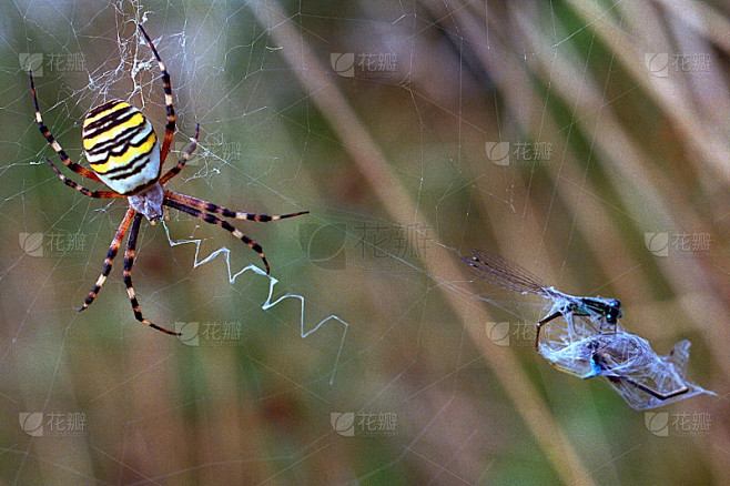 黄蜂蜘蛛捕食