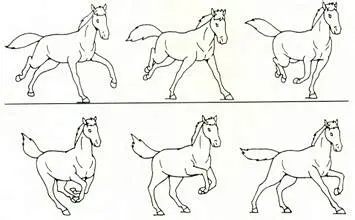 动物走路运动规律的搜索结果_百度图片搜索-花瓣网