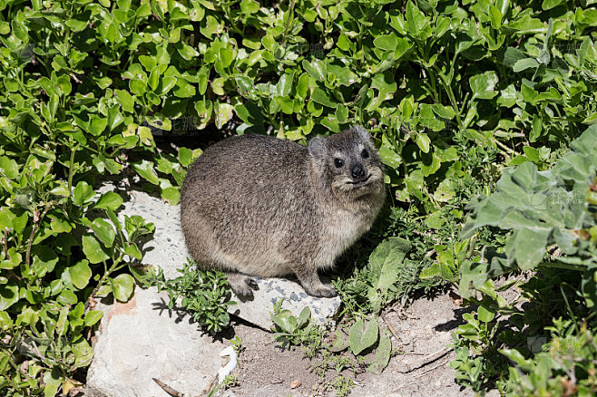 Dassie