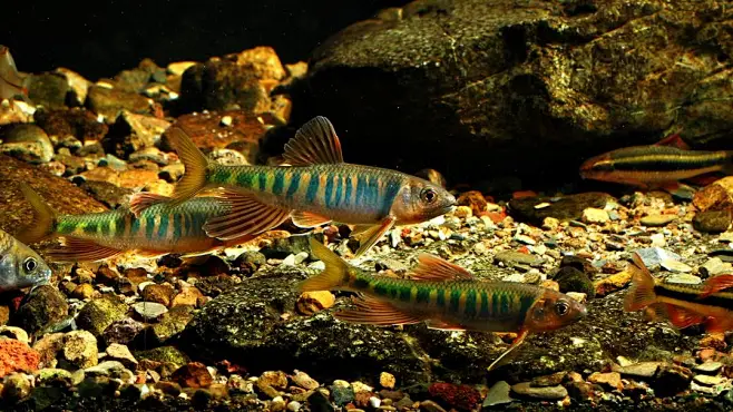 巅峰体验 - 原生动植物 - CTA南美水族 - Powered by Discuz!-花瓣网