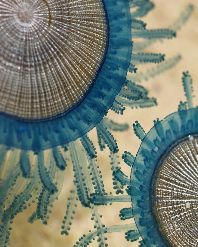 Blue Button "Jellyfish"-Squared Blue Buttons are not true jellyfish ...