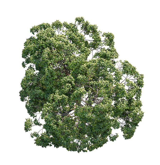 TREE_PLAN__3