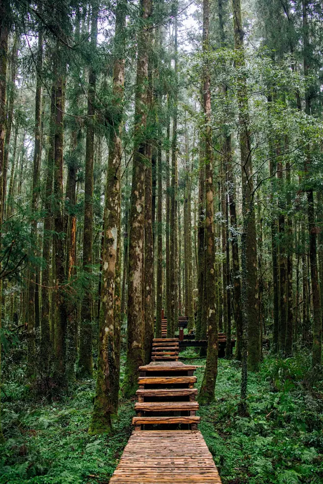 Ming Zhi Forest, Taiwan photo by Andrew Haimerl (@andrew_haimerl) on ...