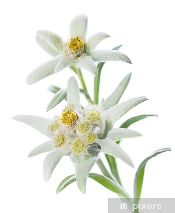 Edelweiss Vinyl Wall Mural - Flowers-花瓣网