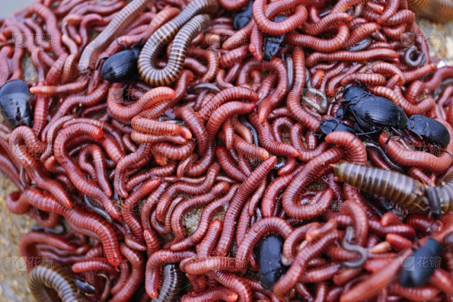 千足虫,昆虫,自然,野生动物,水平画幅,动物身体部位,水灾,害虫,亚洲,动物-花瓣网