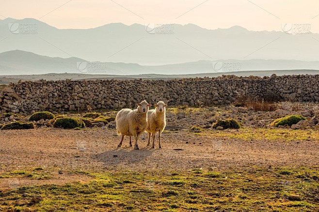 克罗地亚帕格岛，两只雌性长尾羊
