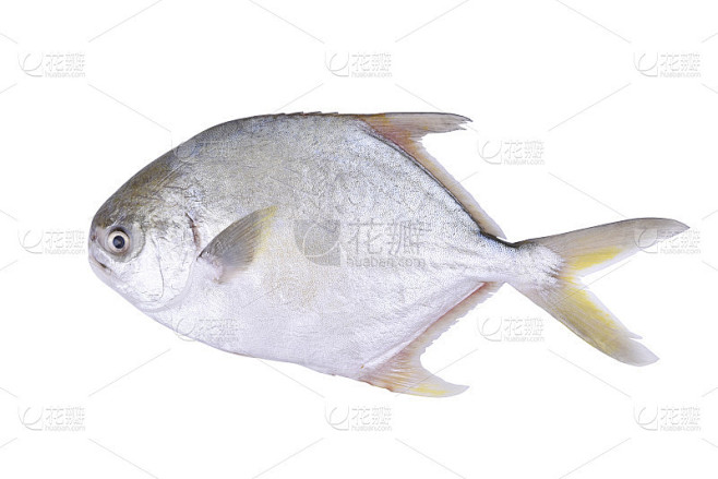 Fresh pompano on the white background.