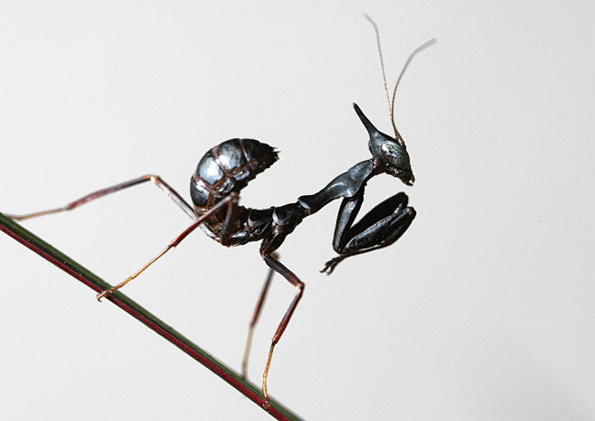 Ghost Mantis - Phyllocrania paradoxa nymph | 相片擁有者 bigflytrap